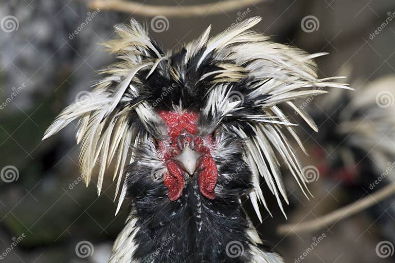 Chicken with Ruffled Feathers Stock Photo - Image of ruffled, fowl: 9960674