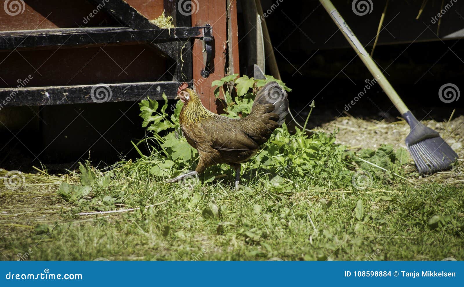 Chicken stock photo. Image of background, bird, meat - 108598884