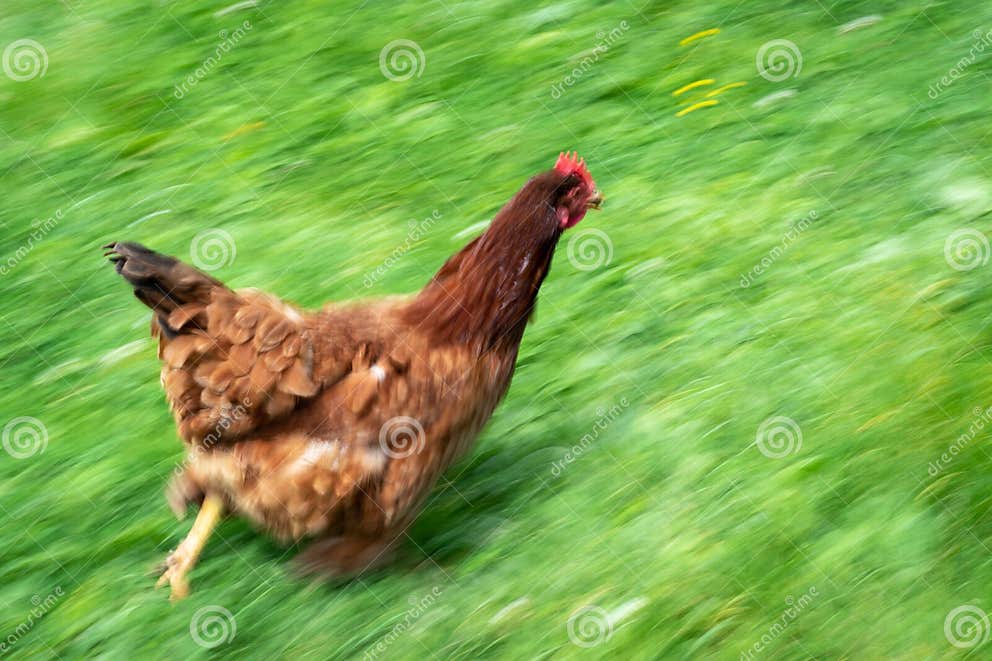 Chicken run through grass stock image. Image of walk - 343123599