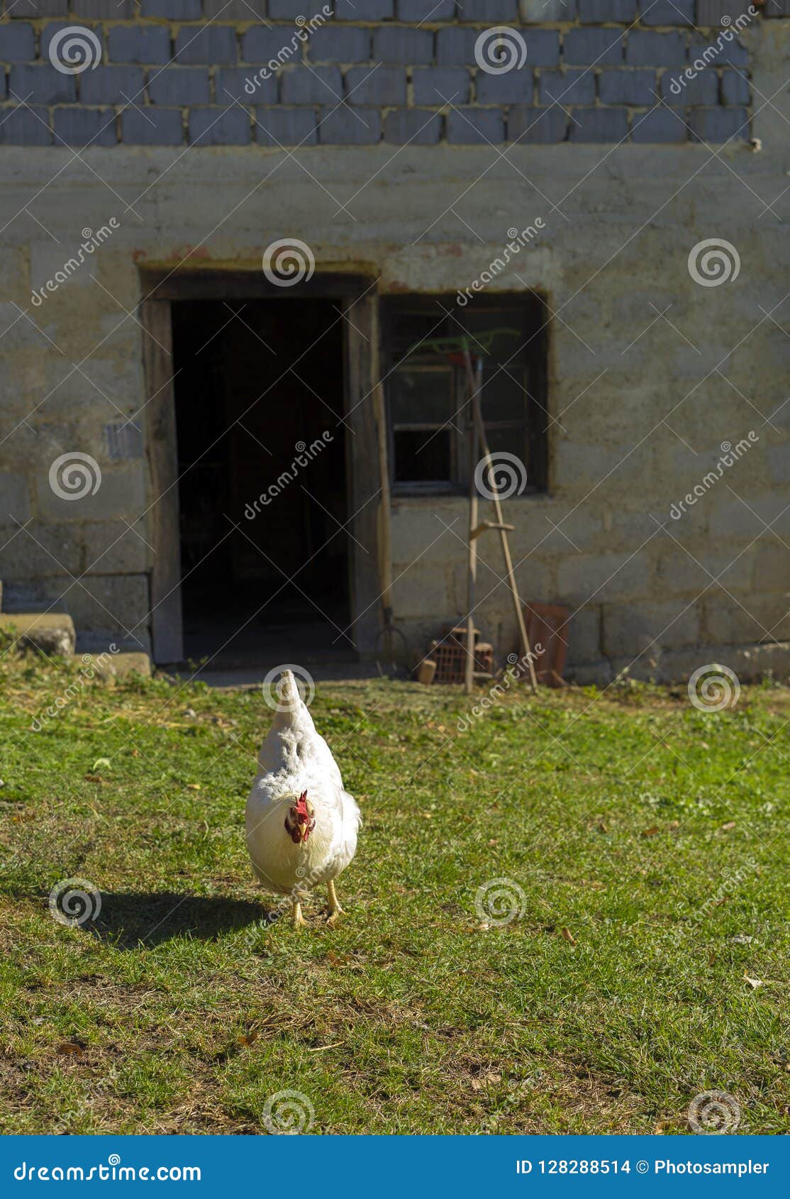 Chicken is Running Outside of a Chicken House Stock Photo - Image of ...
