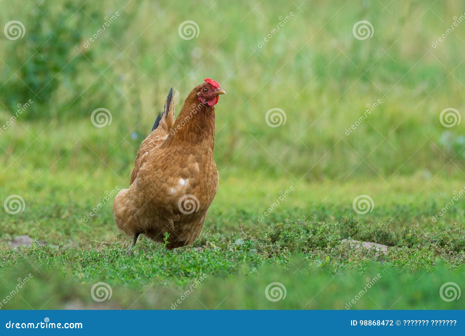 The Chicken Runs on the Grass Stock Photo - Image of fowl, hens: 98868472