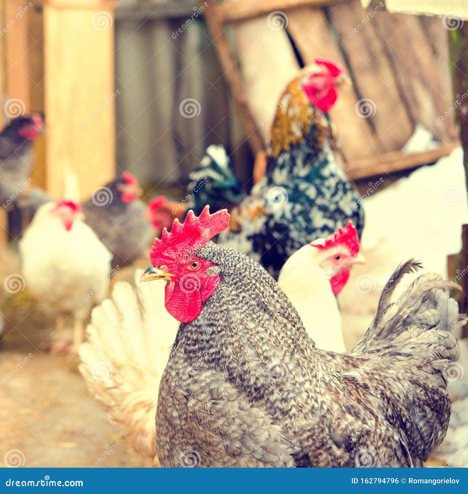 Chicken at farm stock photo. Image of cockerel, natural - 162794796