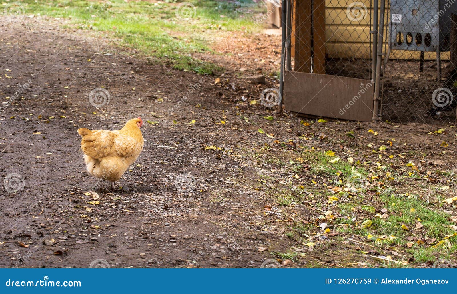 Yellow chicken on the farm stock image. Image of farm - 126270759