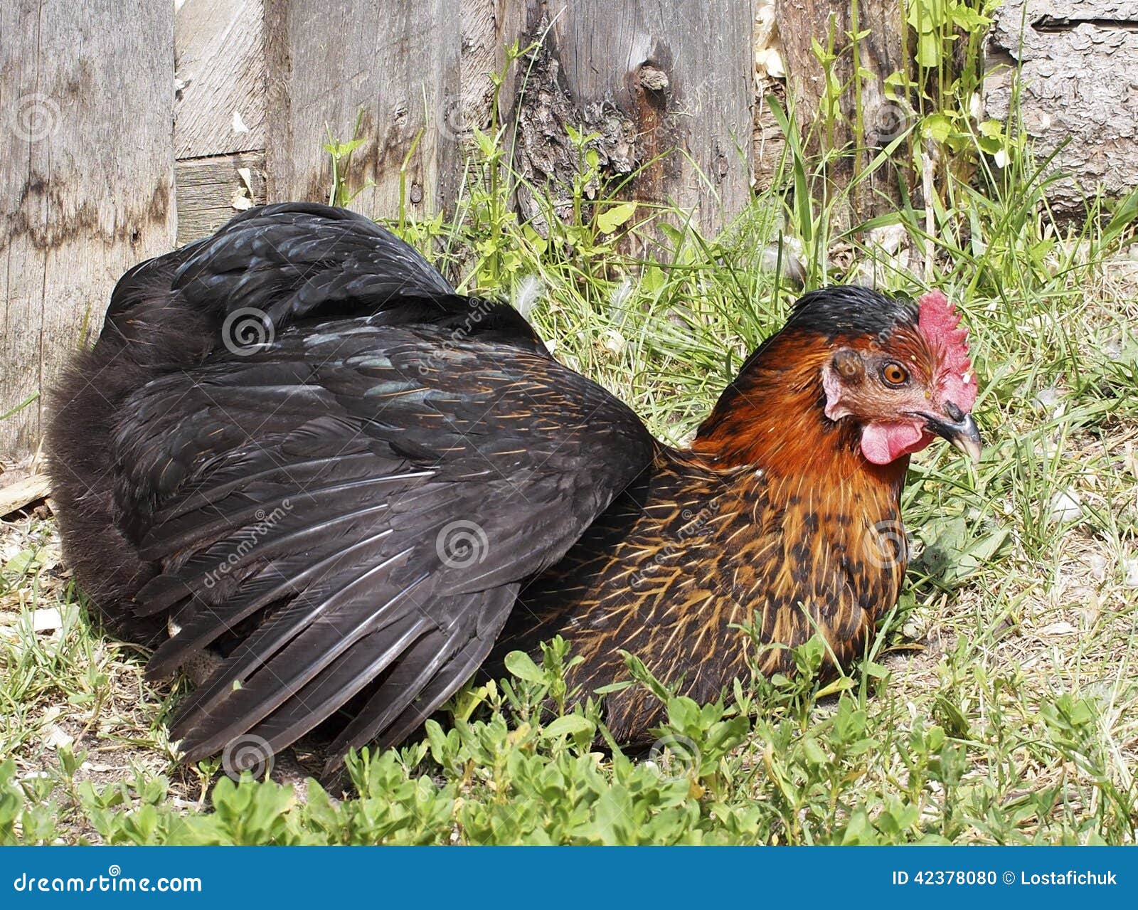 Chicken with Rust and Black Feathers Stock Photo - Image of feathers ...