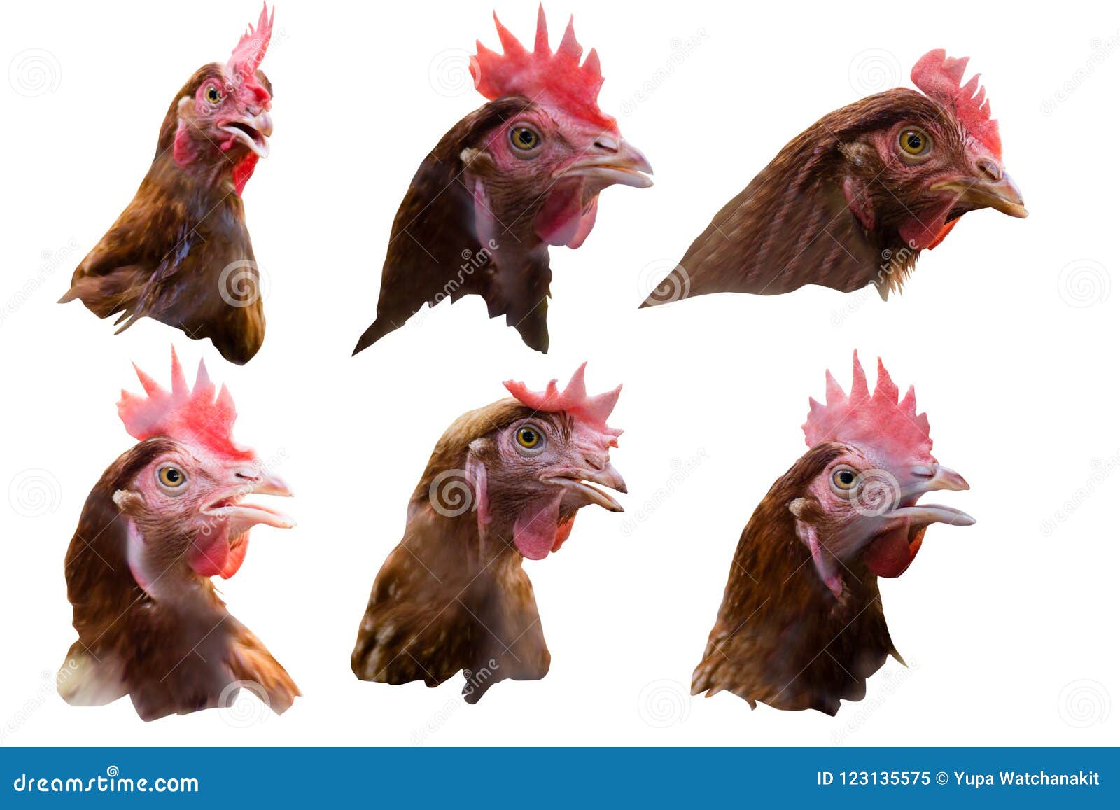 Chicken`s Head Isolated on White Stock Image - Image of rural, colorful ...
