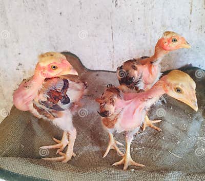 Chicken Saigon Selfie stock image. Image of saigon, chicken - 279910685