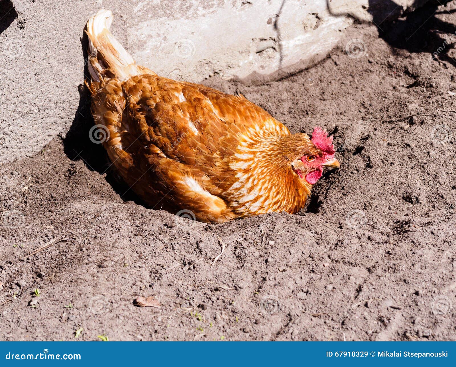 Chicken in the sand stock image. Image of poultry, comb - 67910329