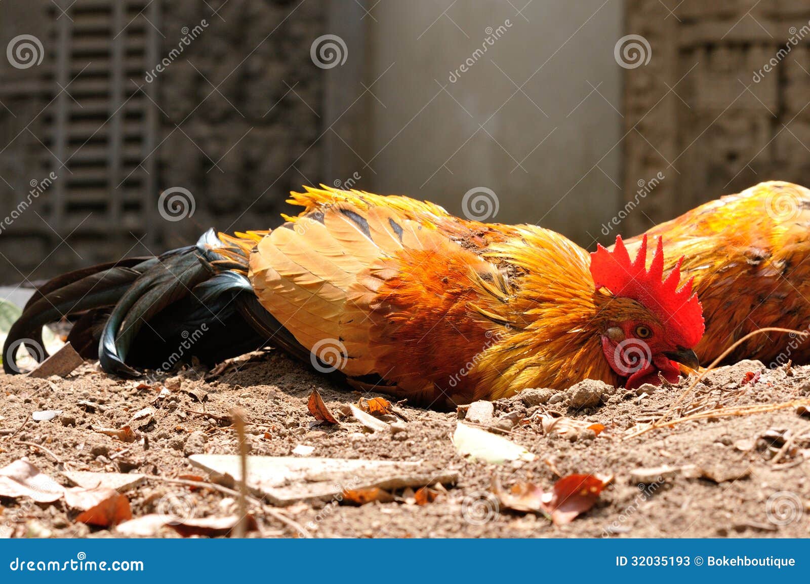 The chicken in the sand. stock image. Image of animal - 32035193