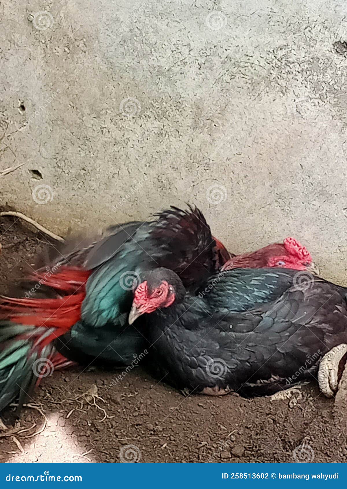 Chicken Is Bathing In Dust Or Sand In Countryside Ranch. Domestic Hens ...