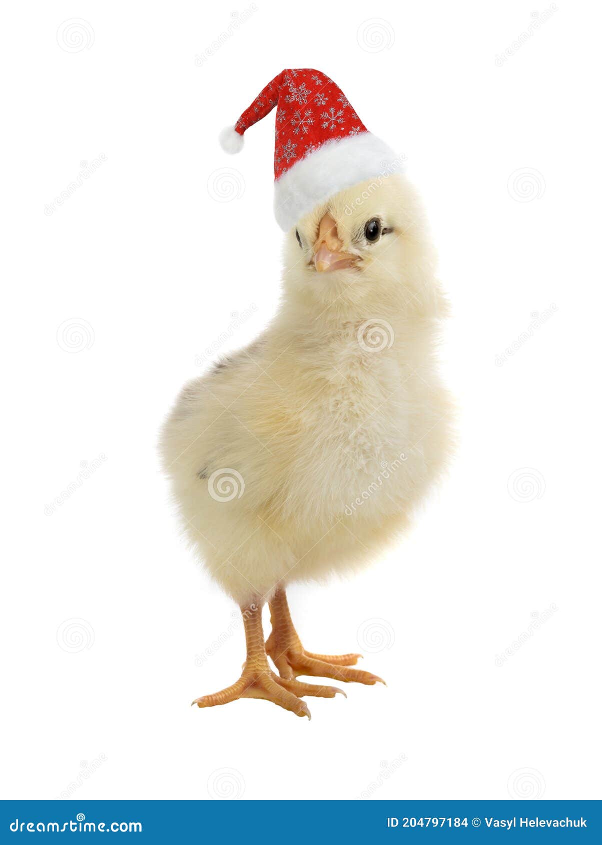 Chicken in Santa Claus Hat Isolated on White Stock Photo - Image of ...