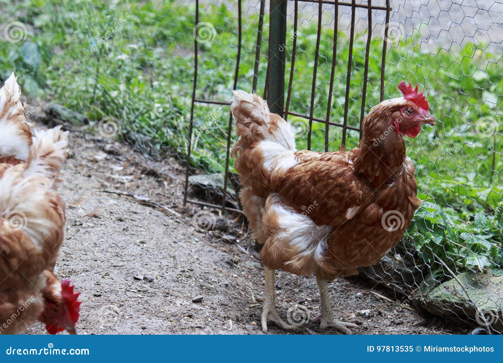 Chicken Scratching in the Chicken Coop Stock Image - Image of organic ...