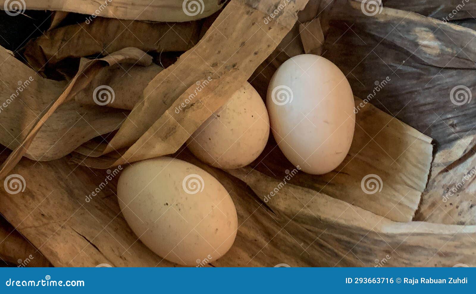 Chicken stock photo. Image of home, seeds, nature, farm - 293663716