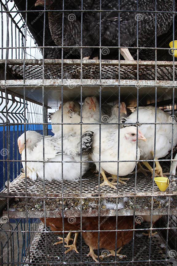 Chicken shop - prison stock image. Image of animal, claustrophobia ...