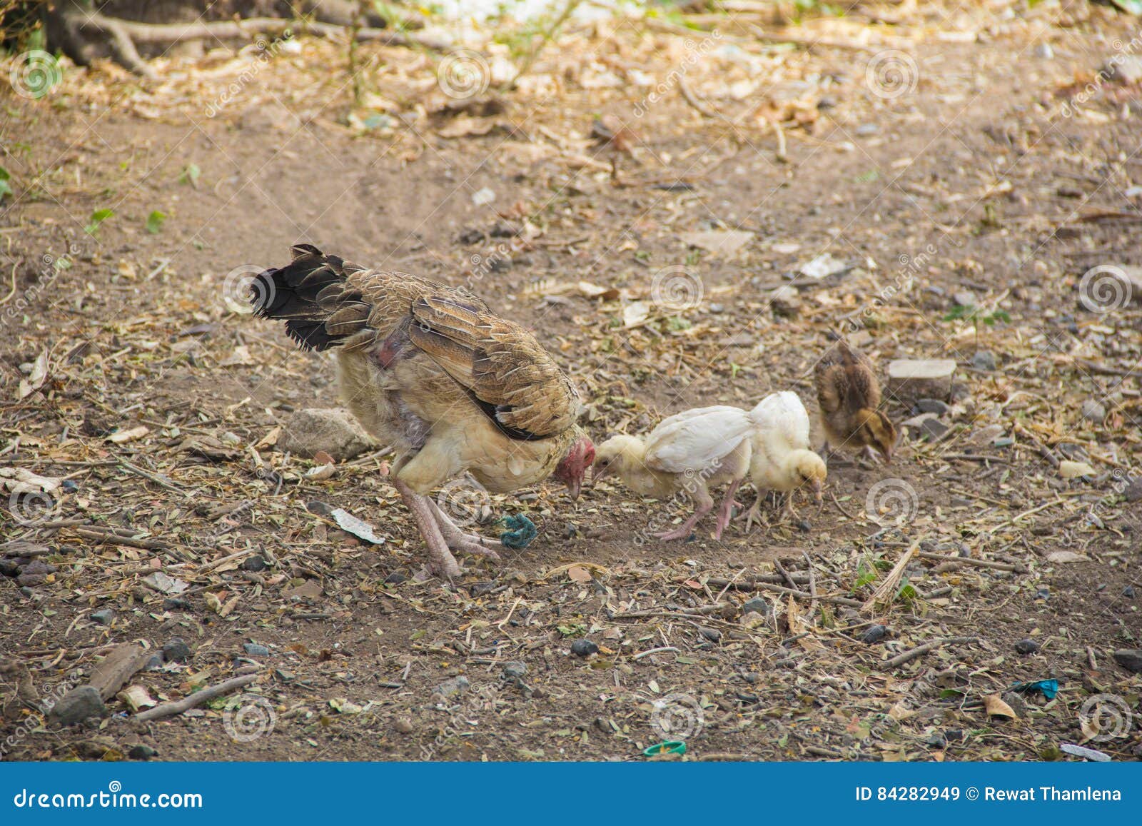 Chicken stock image. Image of laying, chicken, animals - 84282949
