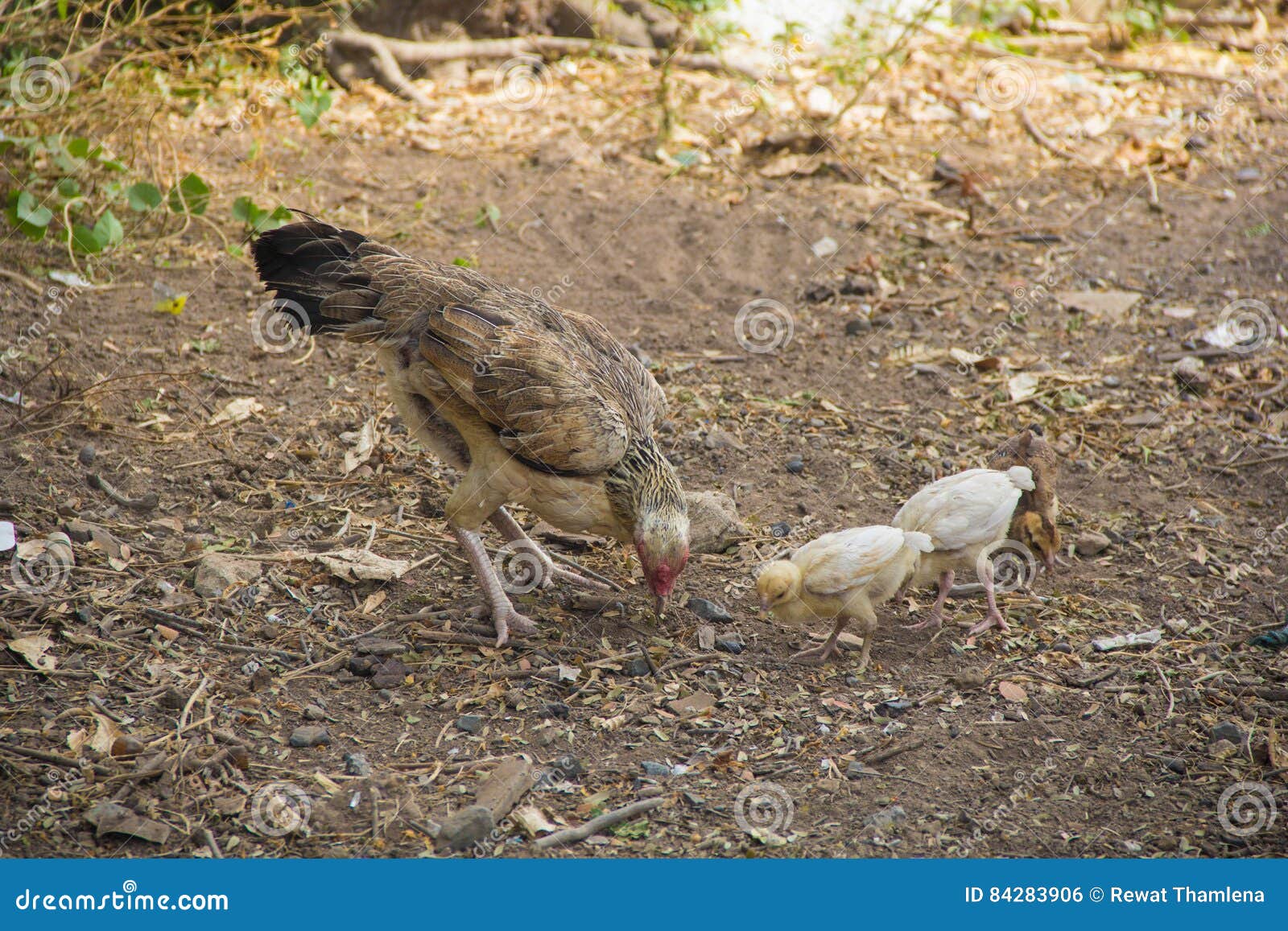 Chicken stock photo. Image of farm, carcasses, cage, animal - 84283906