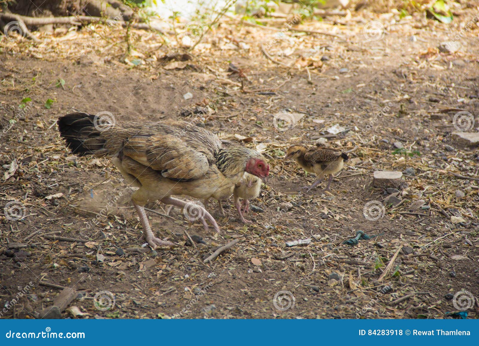Chicken stock photo. Image of laying, food, cages, consumption - 84283918
