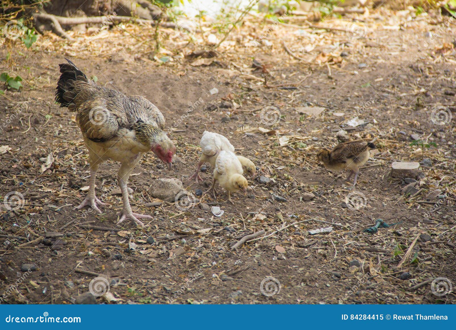 Chicken stock image. Image of farming, laying, battery - 84284415