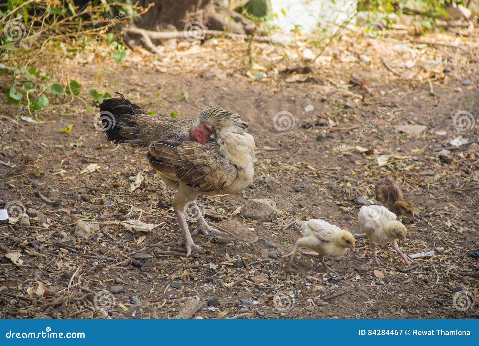 Chicken stock image. Image of farm, cages, cruelty, production - 84284467