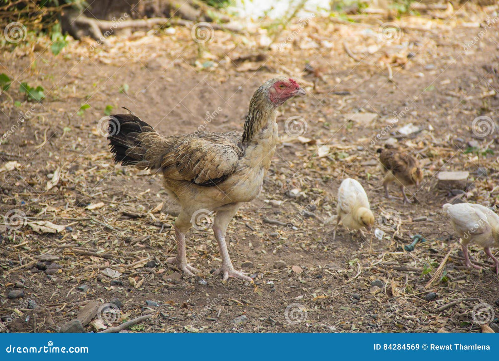 Chicken stock image. Image of feed, husbandry, hens, food - 84284569