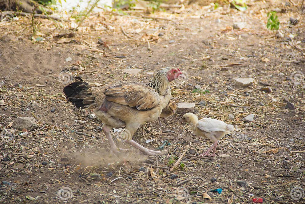 Chicken stock image. Image of husbandry, laying, farm - 84284647