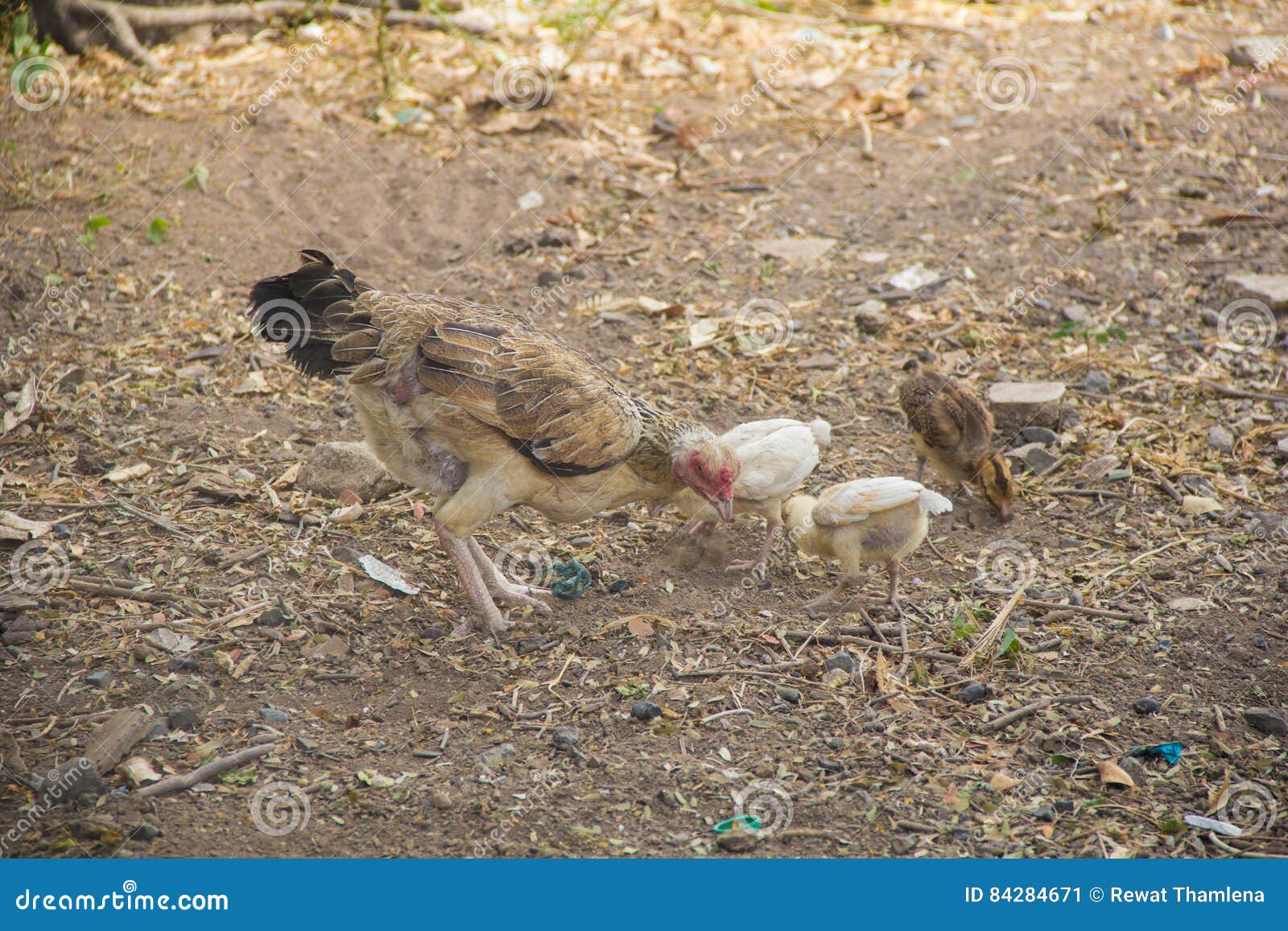 Chicken stock image. Image of cage, barn, grid, farm - 84284671