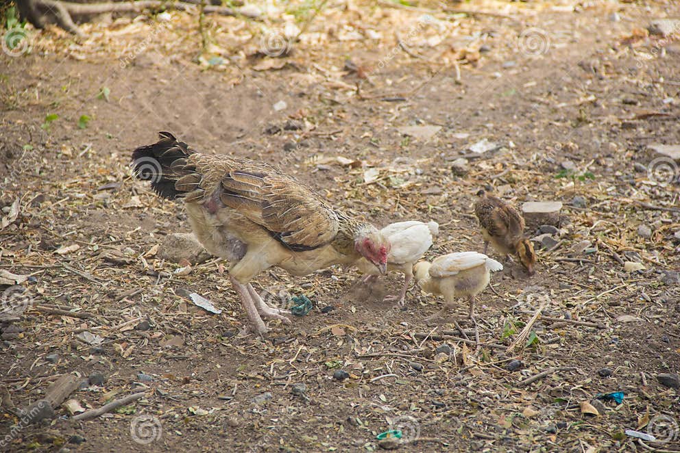 Chicken stock image. Image of cage, barn, grid, farm - 84284671