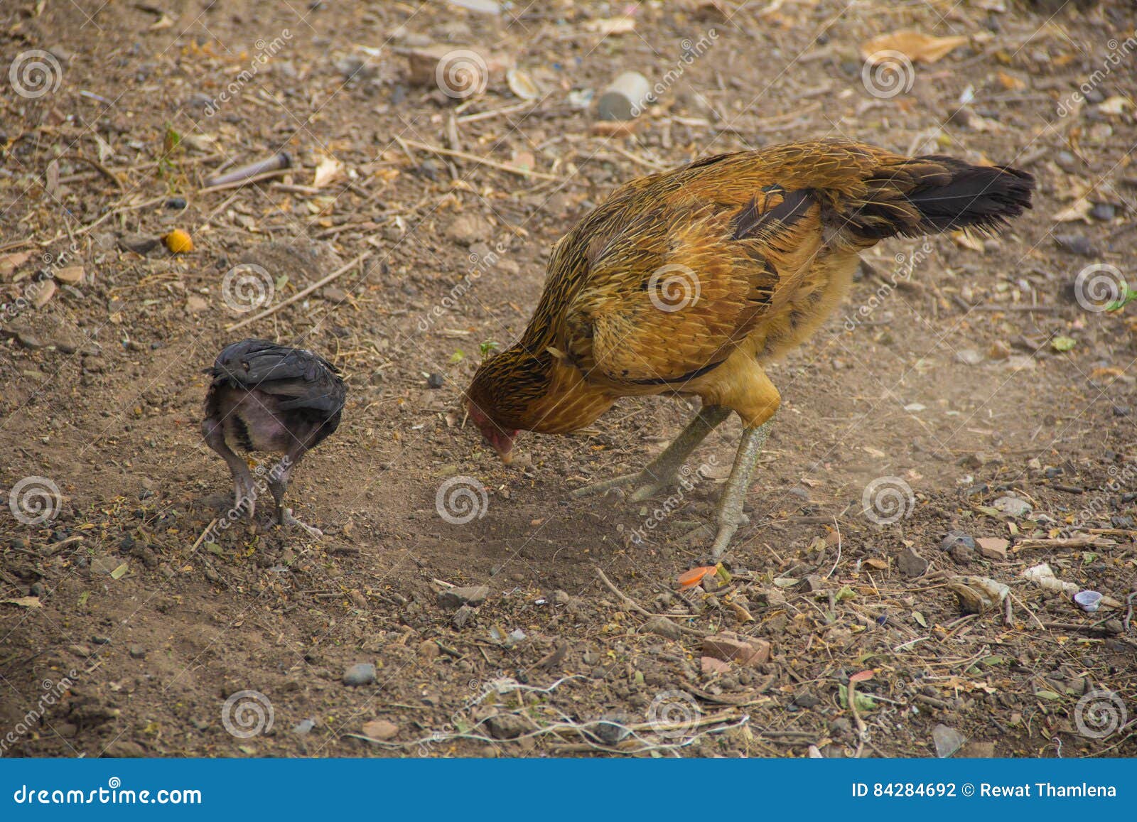 Chicken stock photo. Image of line, animals, food, farming - 84284692