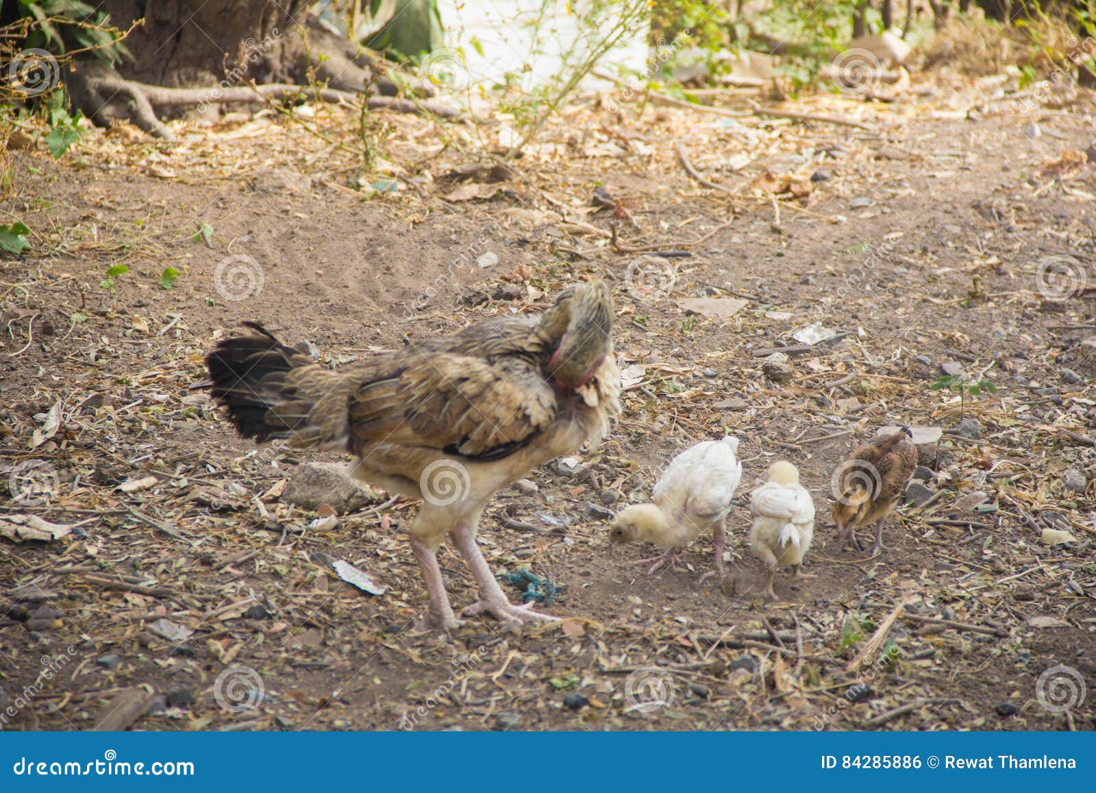 Chicken stock photo. Image of cruelty, husbandry, production - 84285886