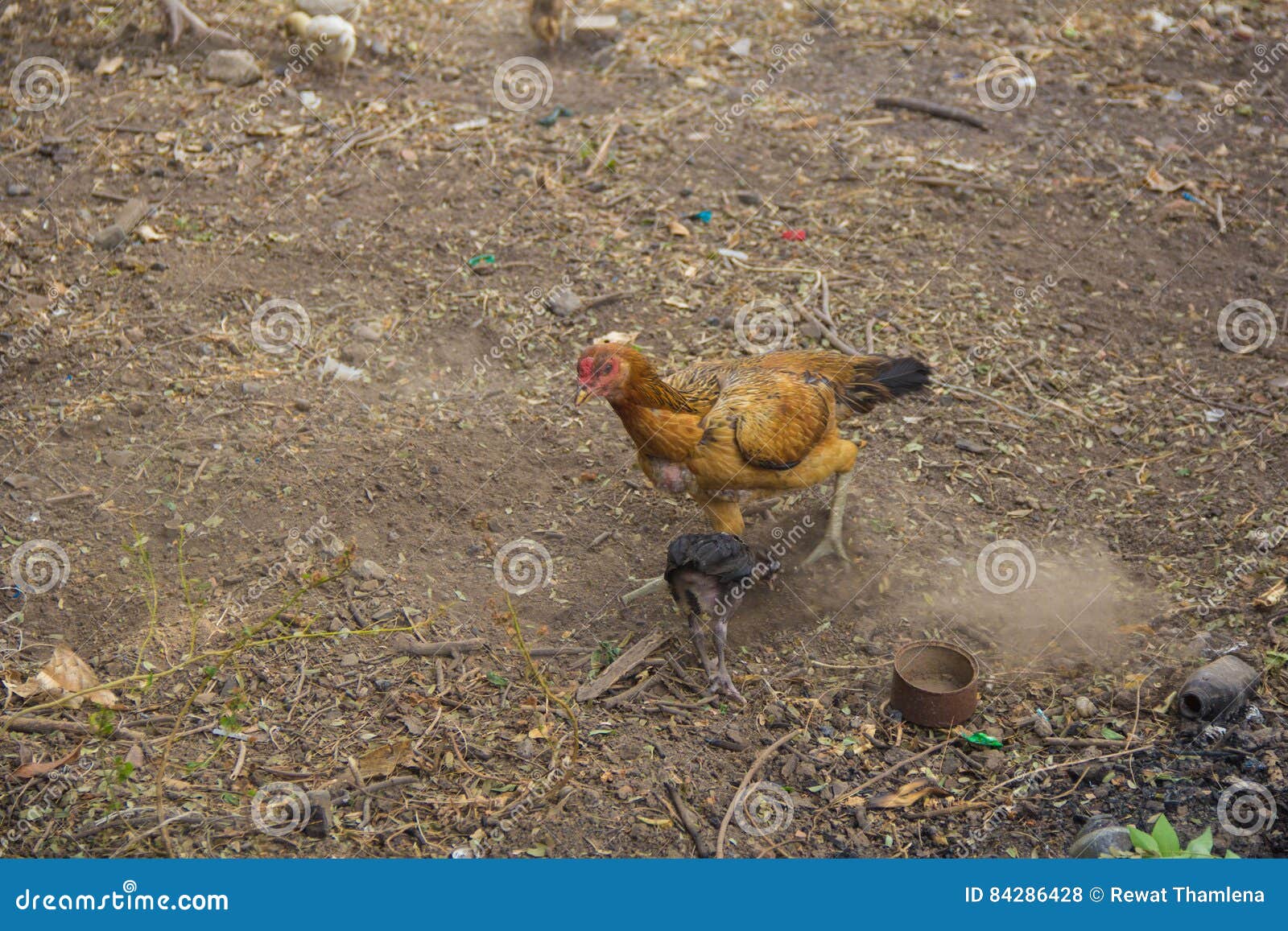 Chicken stock photo. Image of husbandry, production, factory - 84286428
