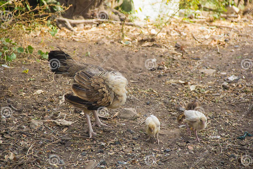 Chicken stock image. Image of farming, coop, consumption - 84286485
