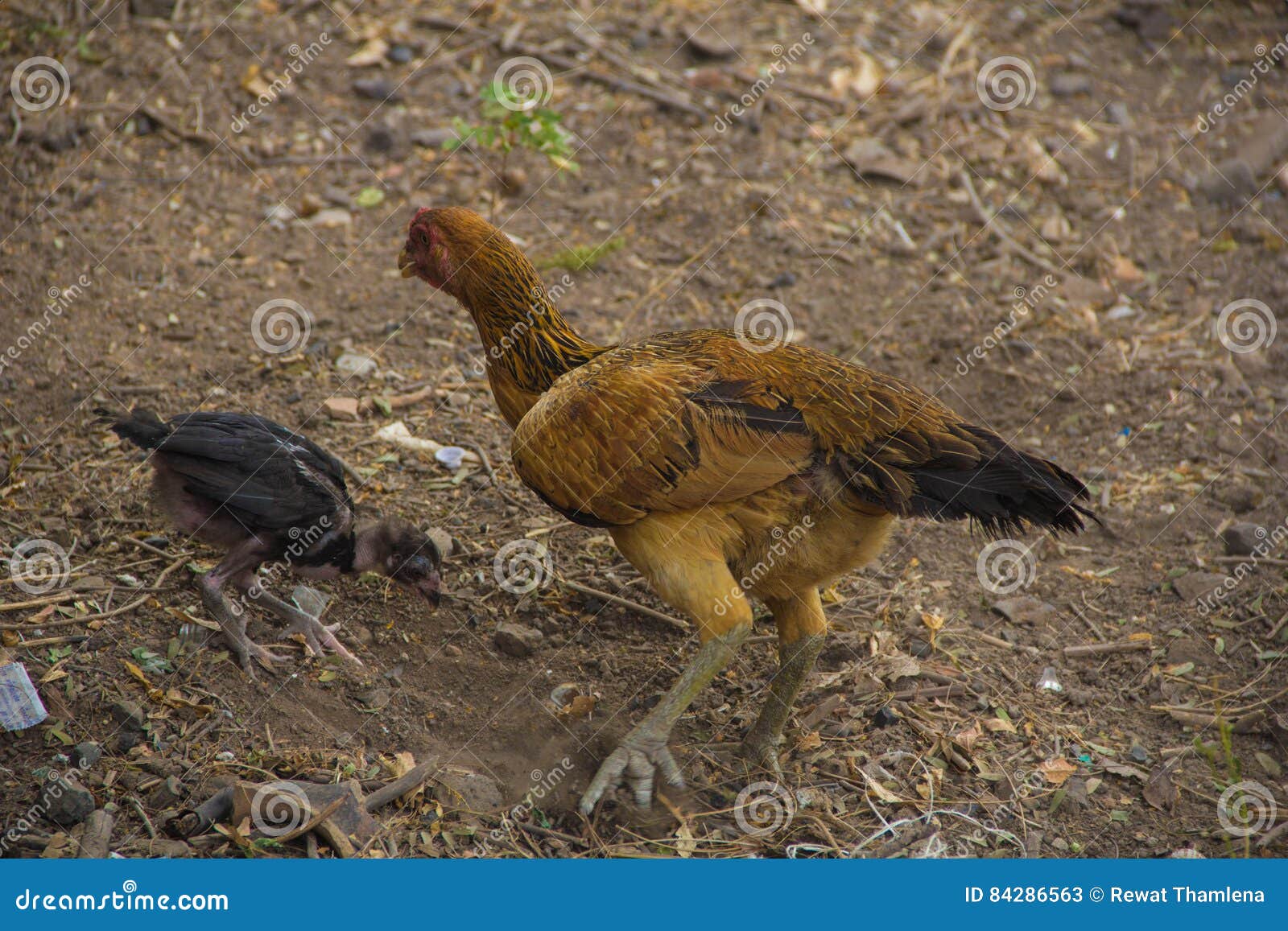 Chicken stock image. Image of consumption, cage, farm - 84286563