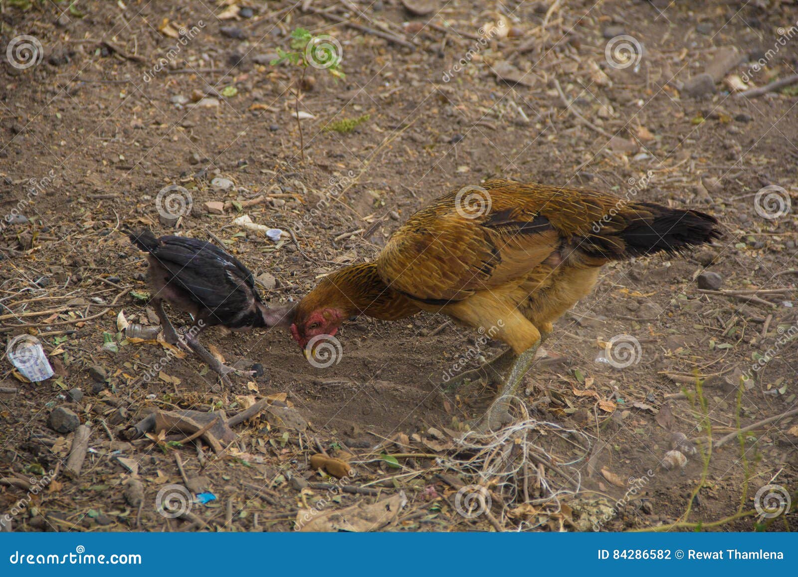 Chicken stock photo. Image of meal, consumption, feed - 84286582