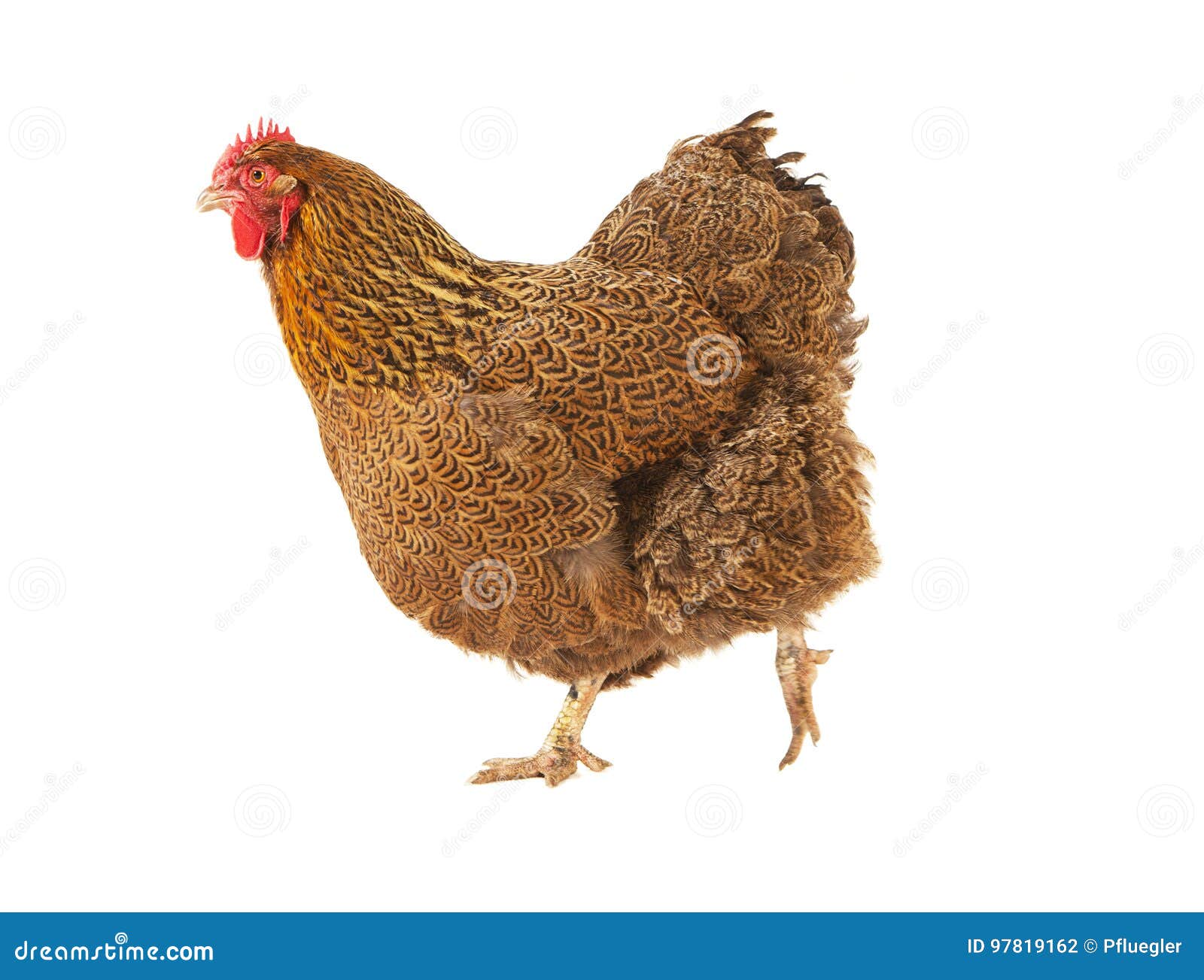 Chicken from the side stock photo. Image of chicken, meat - 97819162
