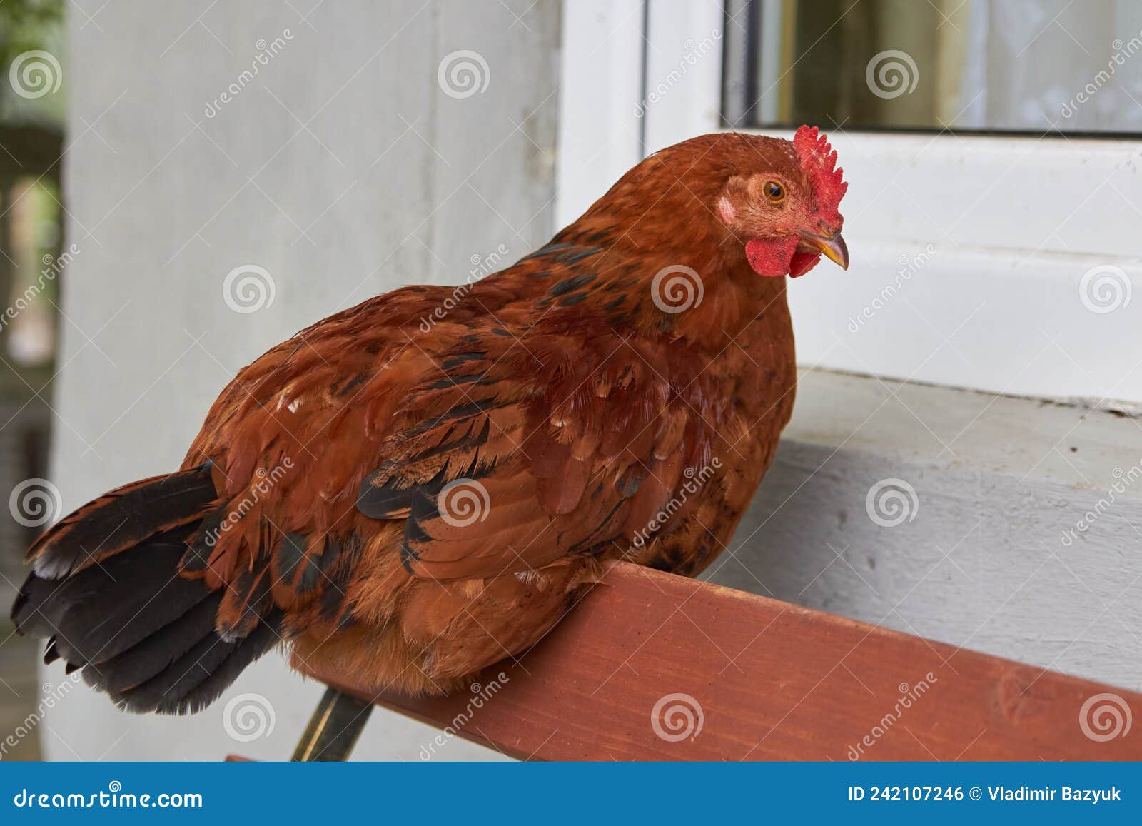 Chicken Sitting on a Bench,red Chicken Resting on a Wooden Bench Stock ...