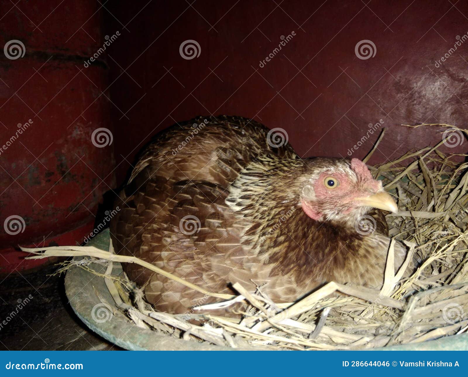 Chicken Watching with Anger Stock Photo - Image of domestic, food ...