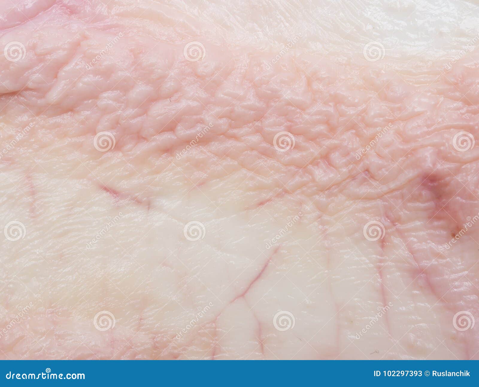 Chicken skin stock image. Image of uncooked, diet, healthy - 102297393