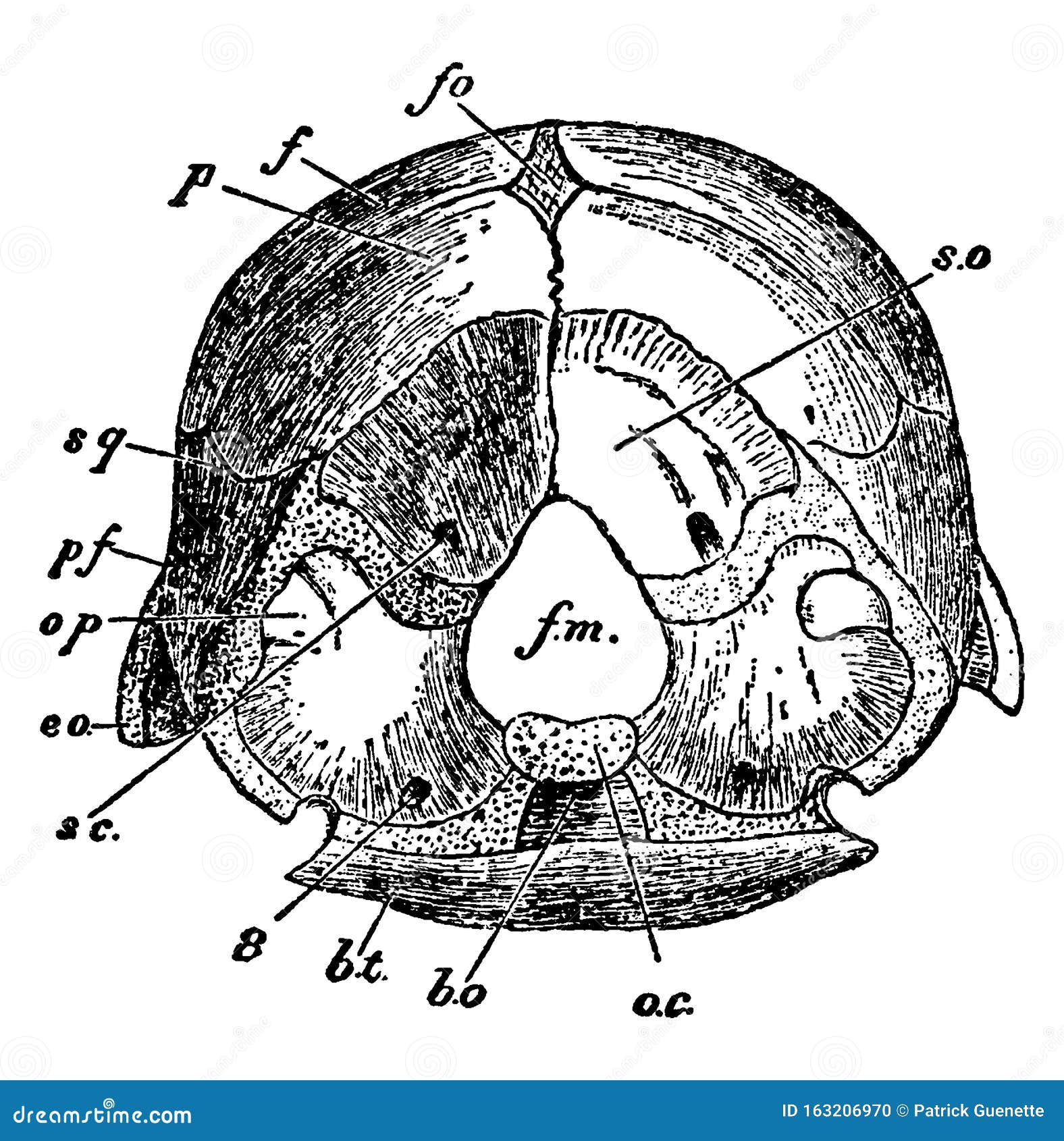 Chicken Skull, Vintage Illustration Stock Vector - Illustration of line ...