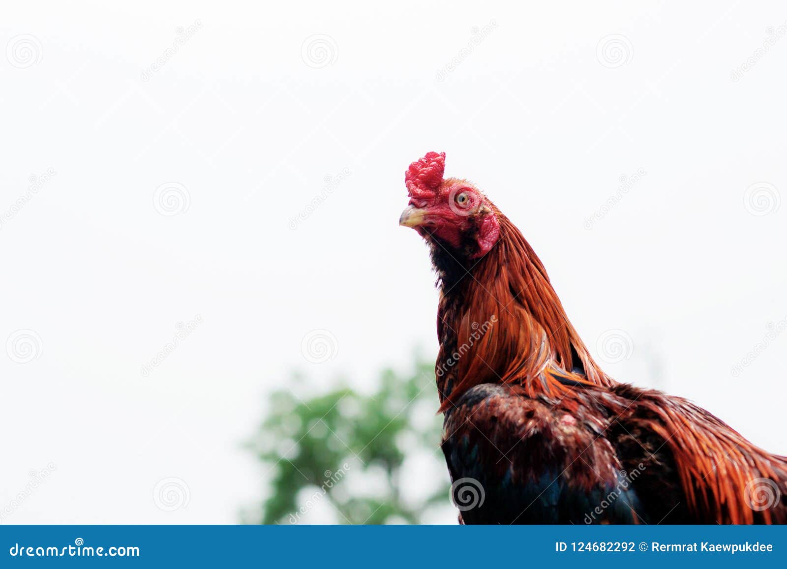 Chicken with the sky. stock photo. Image of agriculture - 124682292