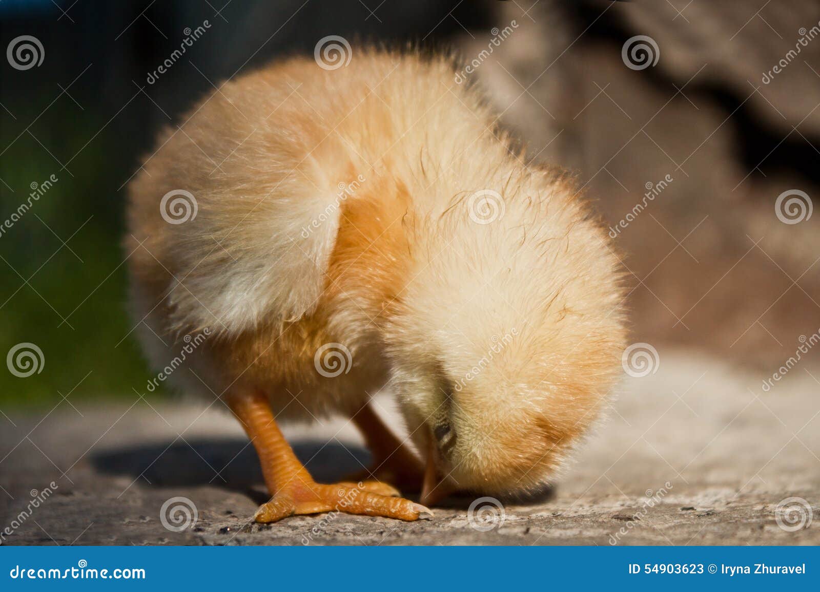 Chicken stock image. Image of sleep, chickens, easter - 54903623