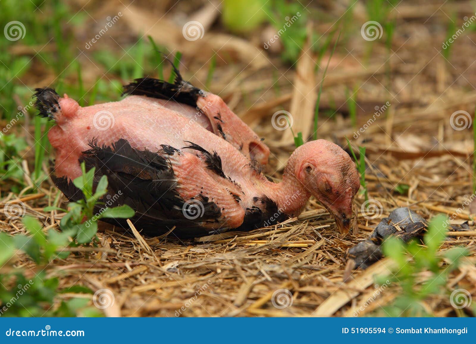 Chicken sleeping stock photo. Image of natural, nature - 51905594