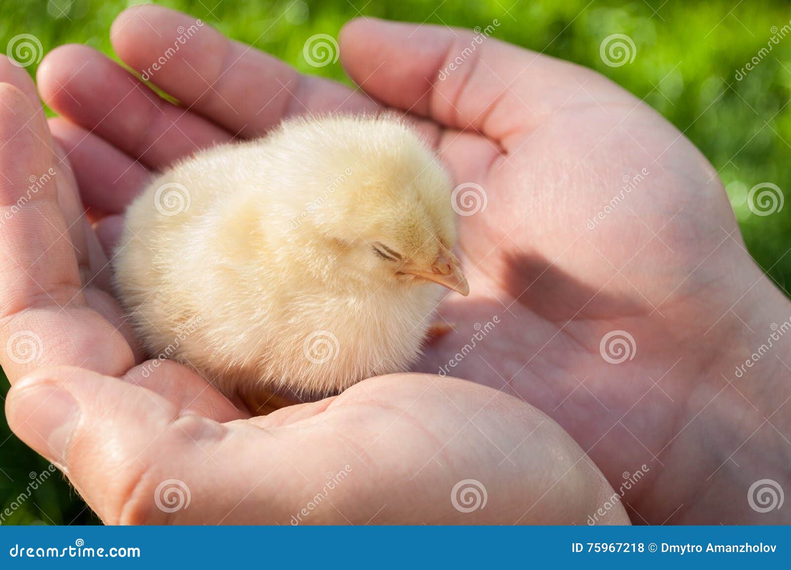 Chicken sleeping stock photo. Image of emotion, look - 75967218