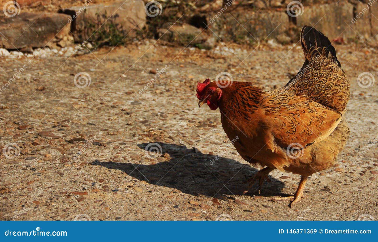 A chicken in a slow walk stock image. Image of hairn - 146371369