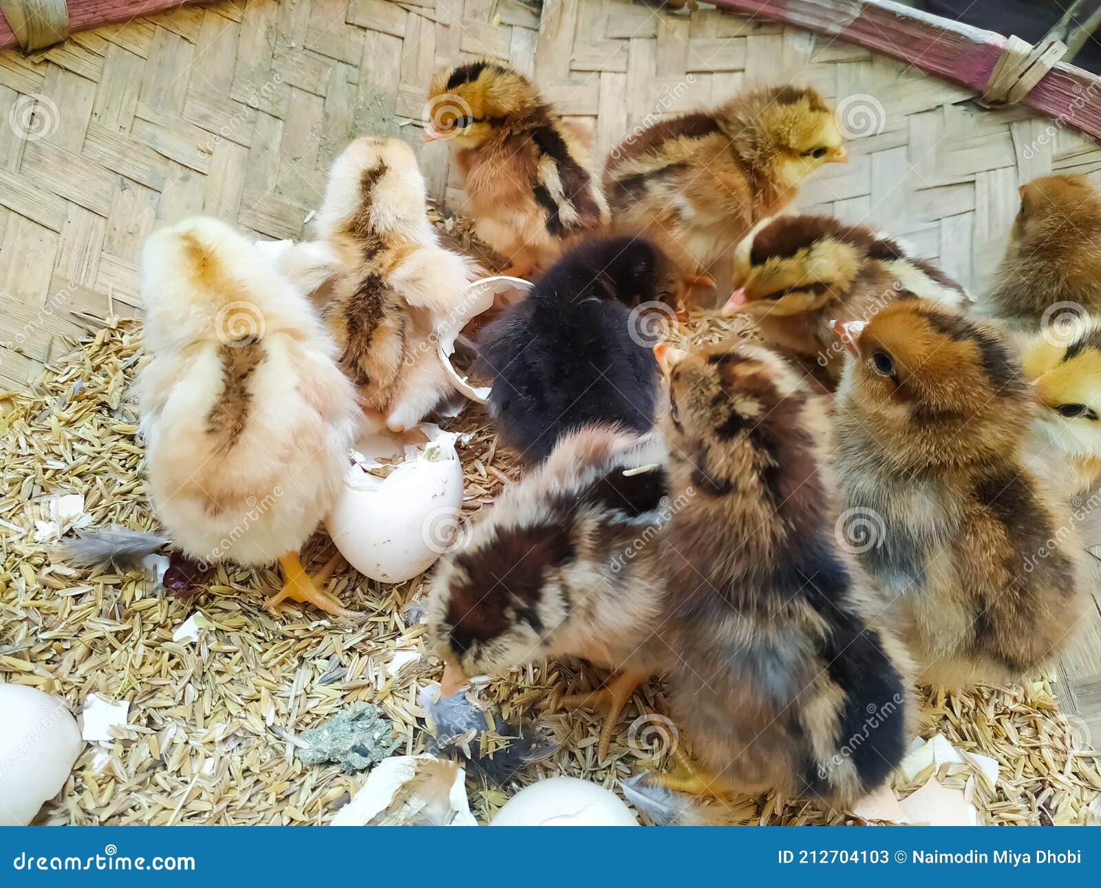 Chicken with Small Chickens in a Hay in the Basket Stock Image - Image ...