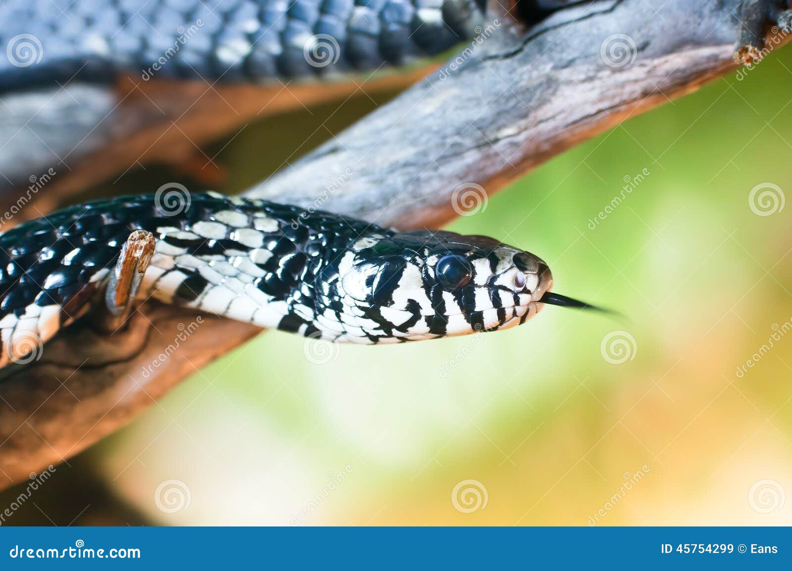 Spilotes Pullatus, Aka The Caninana, Chicken Snake Stock Image ...