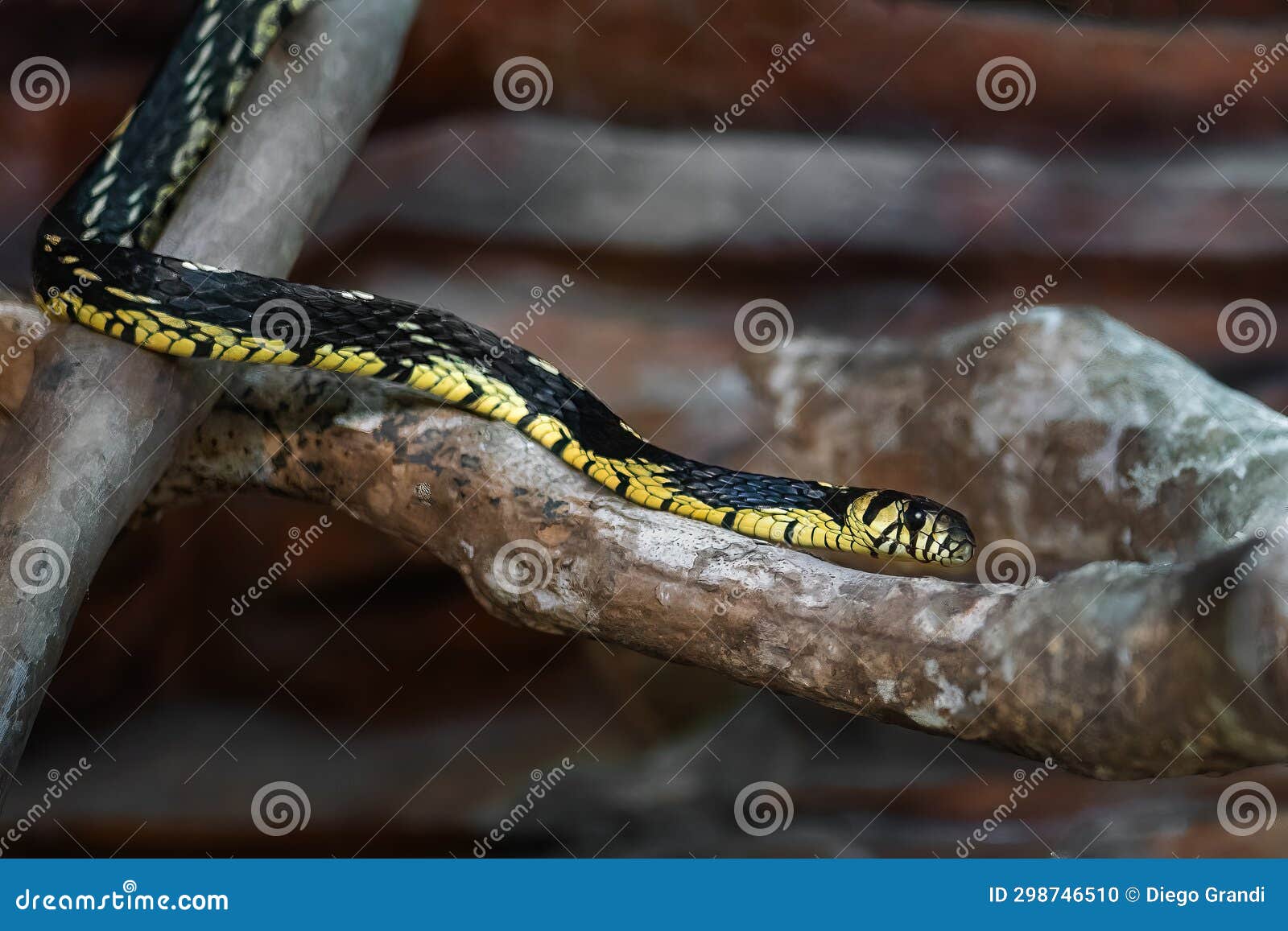 Chicken Snake (Spilotes Pullatus) Stock Photo - Image of biology, latin ...