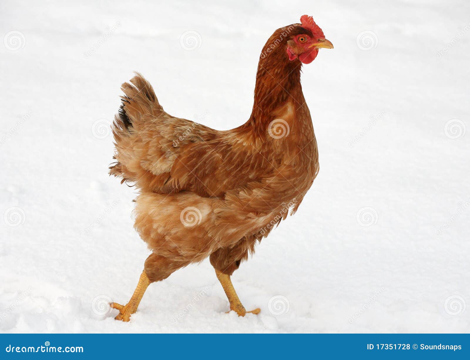Chicken in Snow stock photo. Image of brown, feathers - 17351728