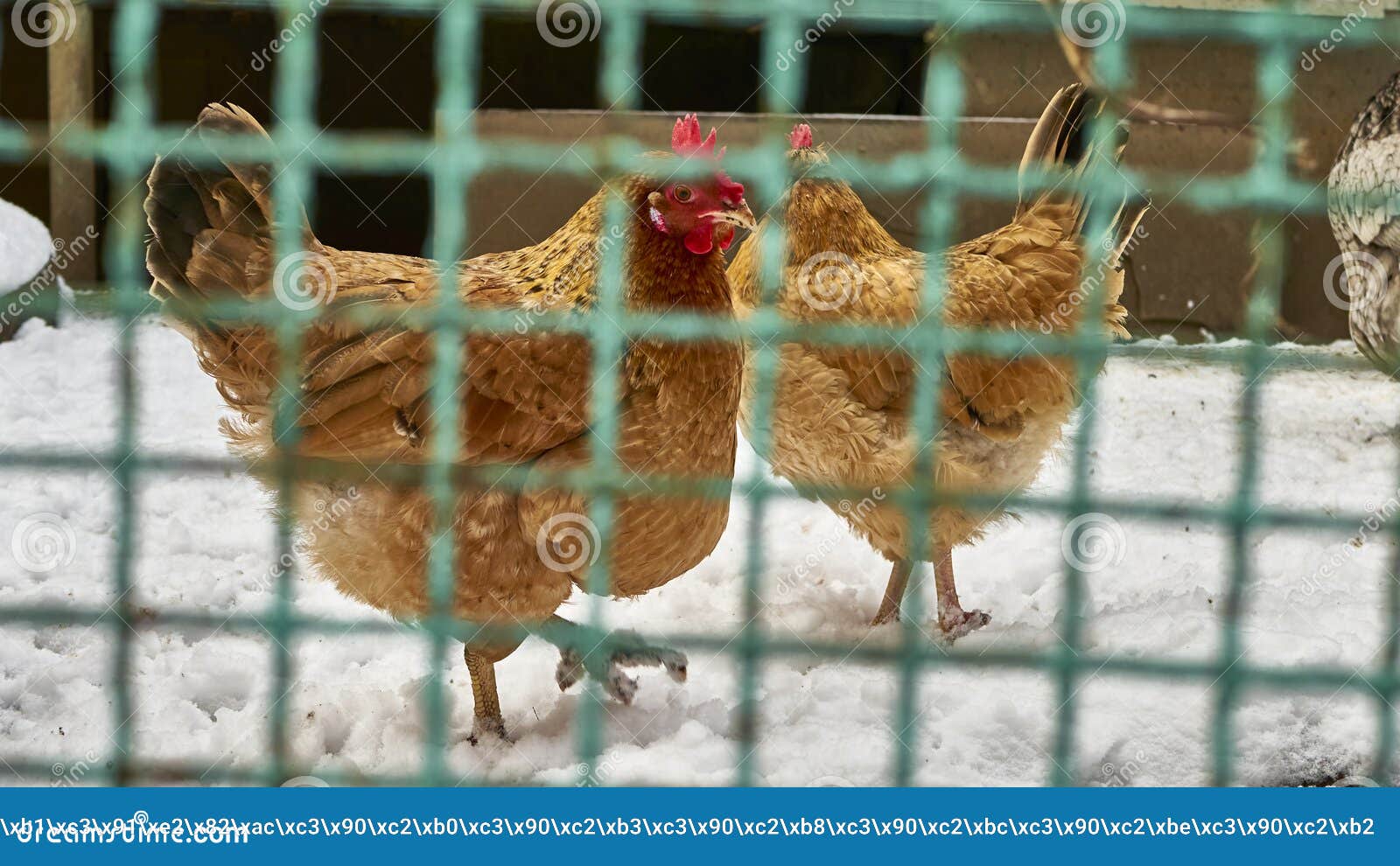 Chicken in the Snow in the Chicken Coop Stock Image - Image of brown ...