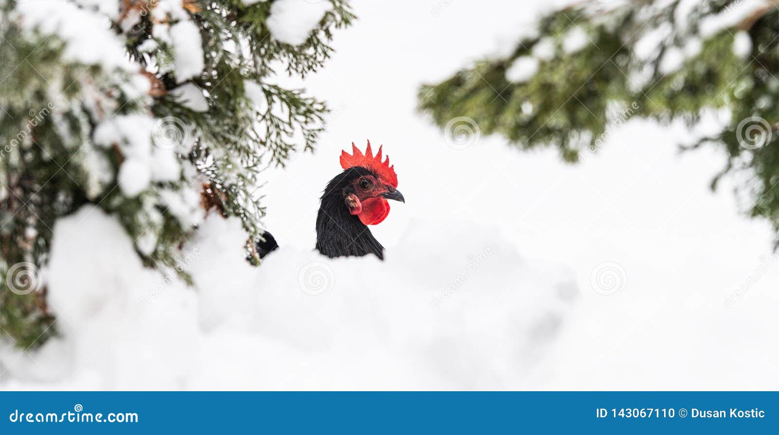 Chicken in the Snowy Backyard Stock Photo - Image of alive, field ...