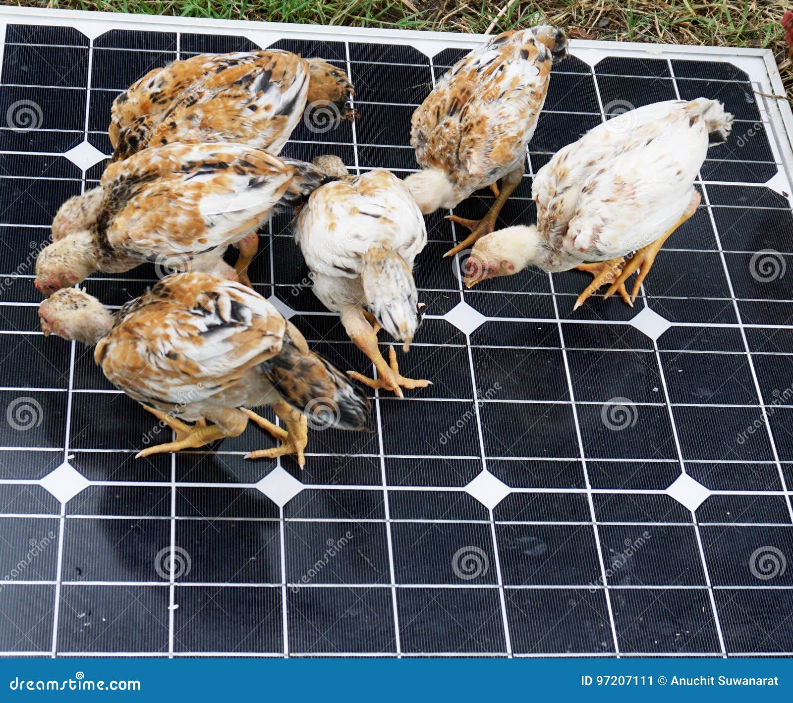 Chicken on Solar Cells stock image. Image of live, farm - 97207111