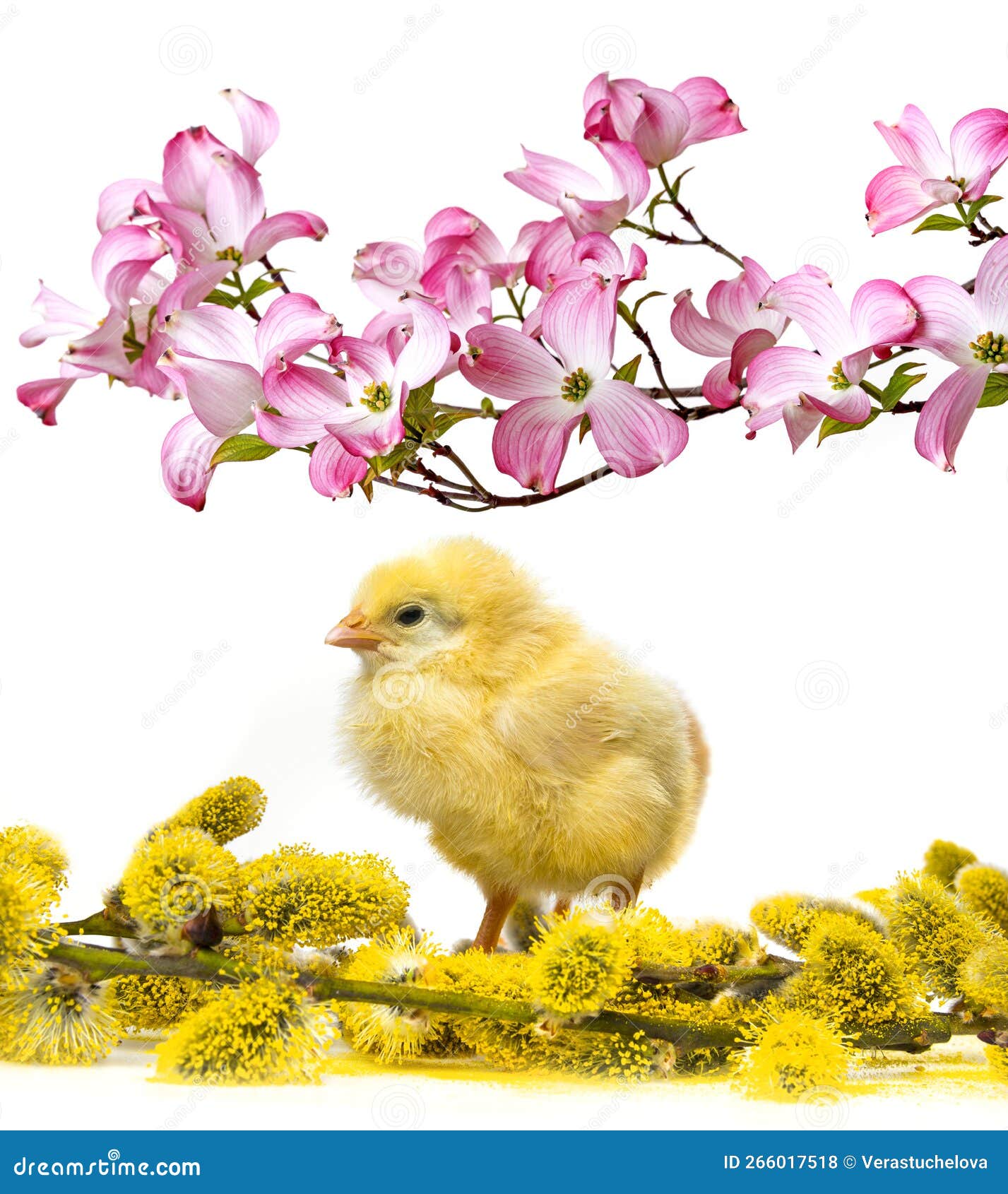 Chicken and spring branch stock photo. Image of holiday - 266017518